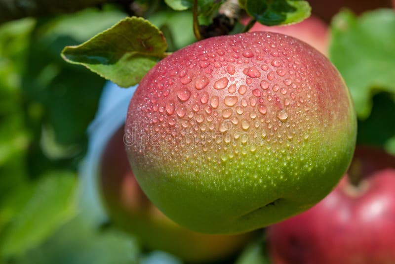 Fresh Apples Hanging in the Tree Stock Image - Image of farming, drops ...