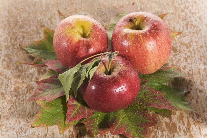 Fresh Apples On Maple Leaves Picture. Image: 6470159
