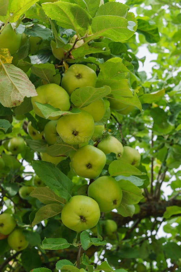 Fresh, Apples of a New Crop on the Branches in the Garden Stock Photo ...