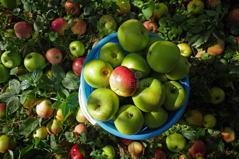 Apple stock photo. Image of cooking, vitamin, healthy - 16458314