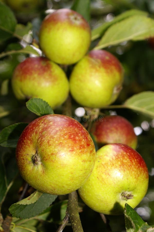 Fresh Apples stock photo. Image of picked, grass, life - 36914558