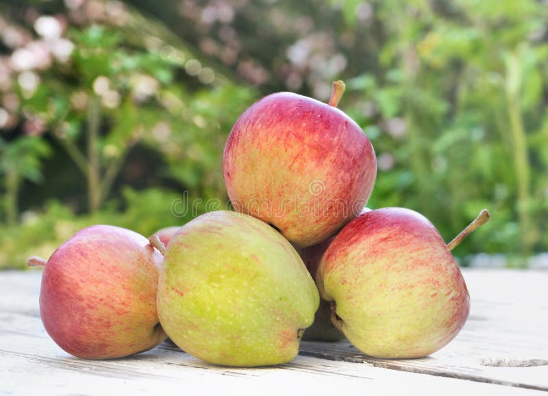 Fresh apples stock photo. Image of green, garden, food - 58504652