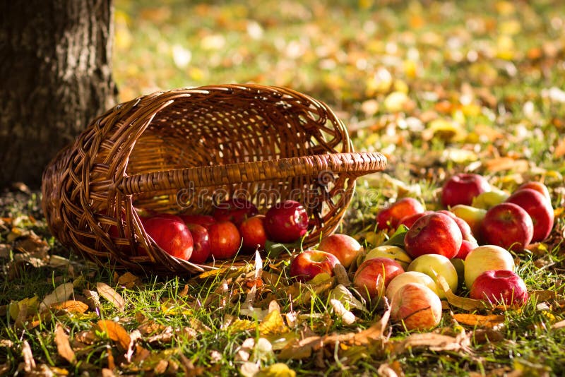 Fresh apples stock image. Image of health, harvest, crop - 39412745
