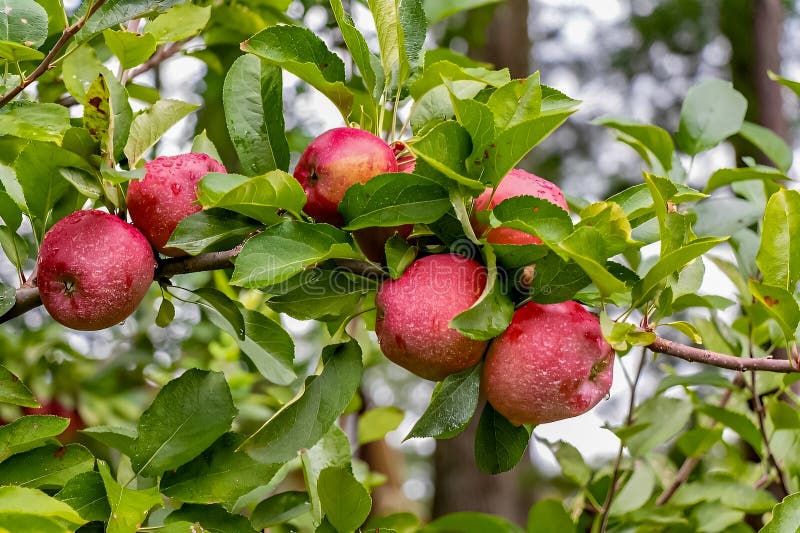 Fresh Apples are Still on the Tree, Ready To Be Picked and Consumed ...