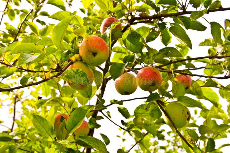 Apple on Tree stock image. Image of seasonal, harvest - 10568079