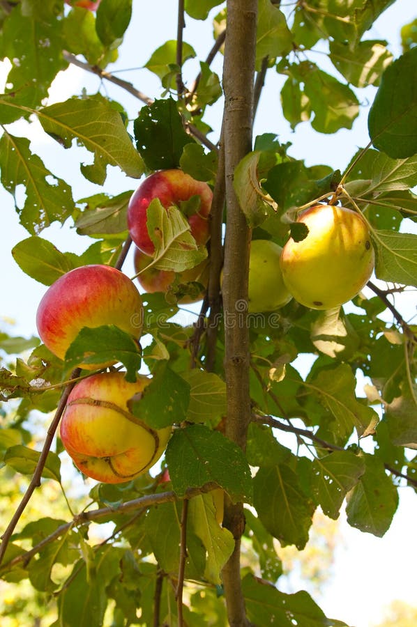 Fresh Apples on the Tree in a Apple Orchard. Stock Image - Image of ...