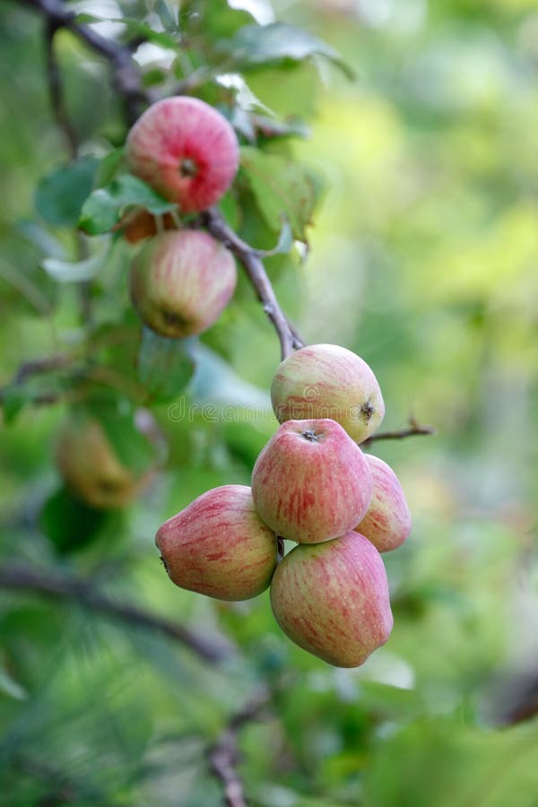 Fresh Apples on a Tree Branch with Leaves Stock Photo - Image of ...