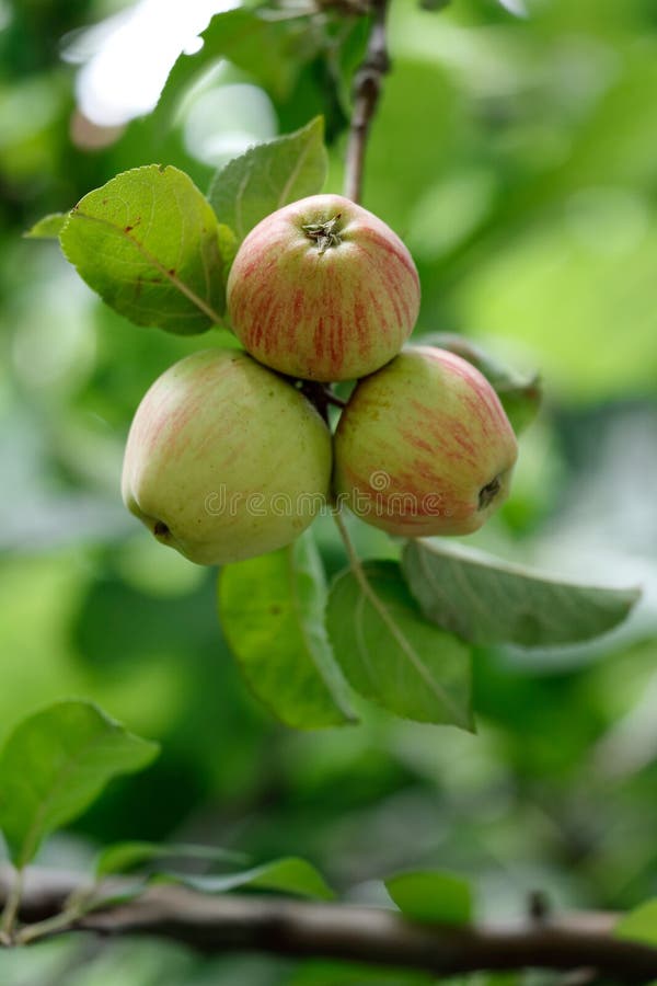 Fresh Apples on a Tree Branch with Leaves Stock Image - Image of ...