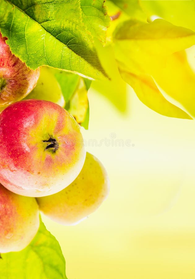 Fresh Apples on a Tree Branch on Sunny Background Stock Image - Image ...