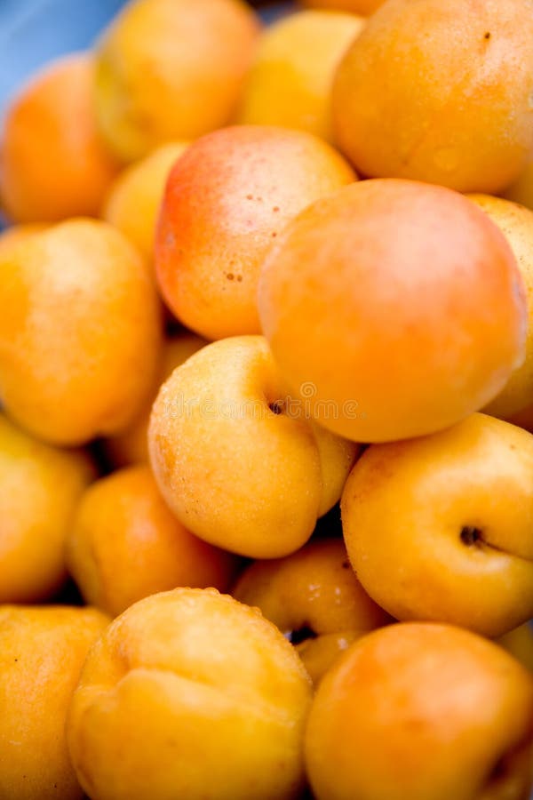Fresh apricots stock photo. Image of bone, sweet, food - 18373864