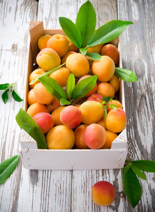 Fresh apricots stock image. Image of wood, apricot, tasty - 31955199