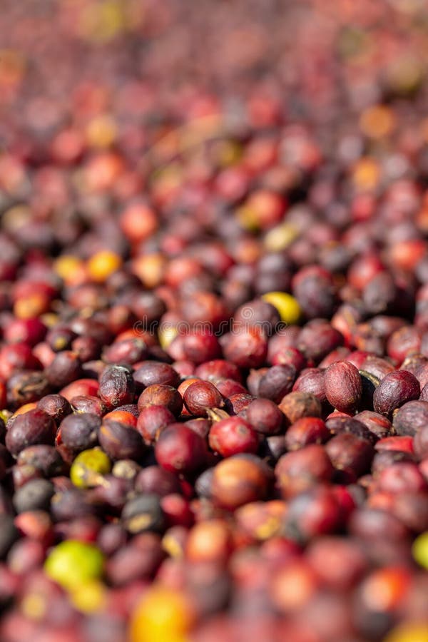 Fresh Arabica Red Coffee Beans Berries and Drying Process. Stock Photo ...