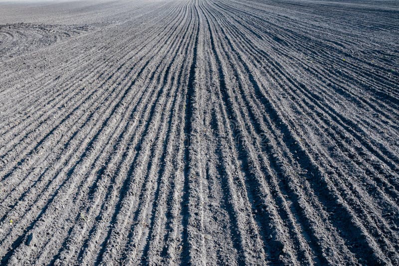 Fresh Arable Land in the Form of Vertical Lines of Black Earth. Stock ...