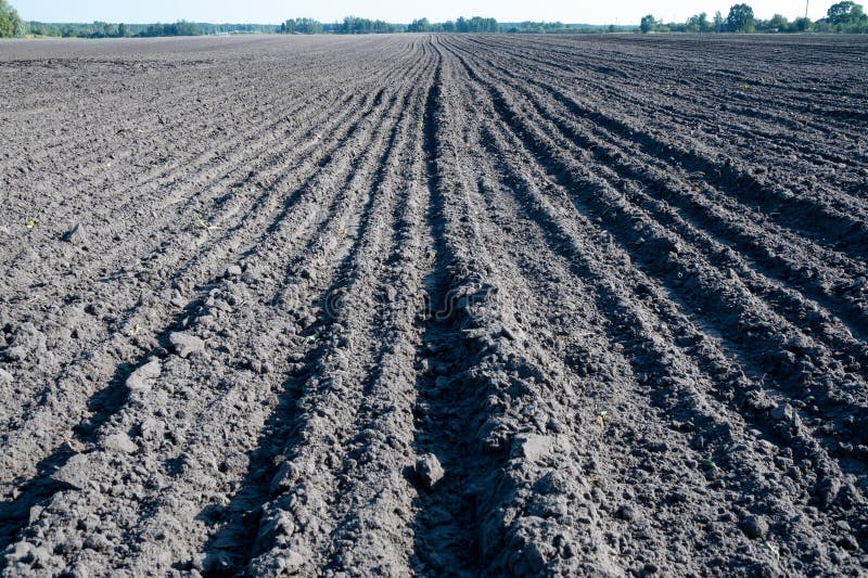 Fresh Arable Land in the Form of Vertical Lines of Black Earth. Stock ...
