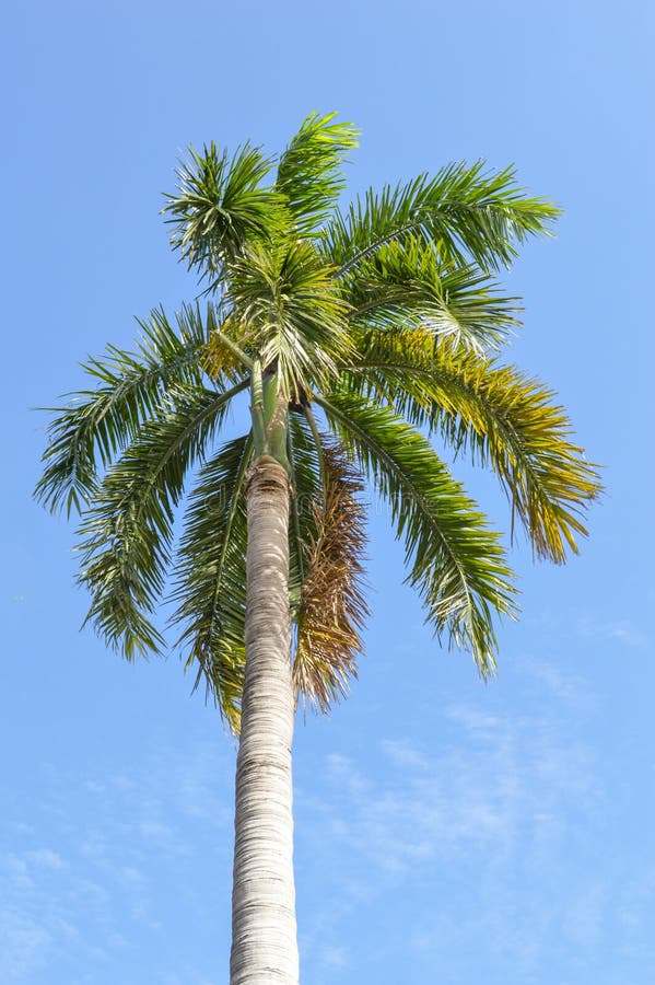 Areca Catechu Tree in Nature Garden Stock Photo - Image of natural ...