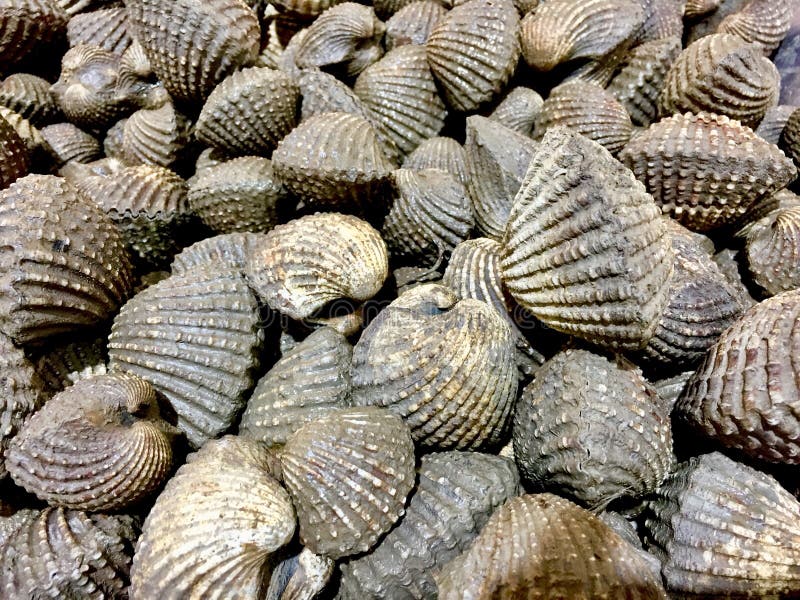 Ark shell stock image. Image of scallop, cockle, shell - 114322415