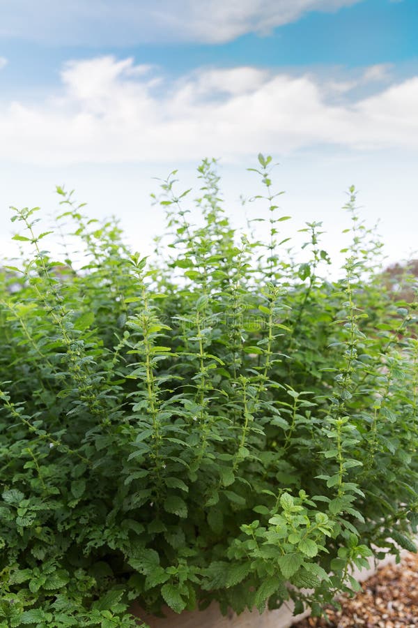 Fresh Aroma Mint Growing in Garden Stock Photo - Image of freshness ...