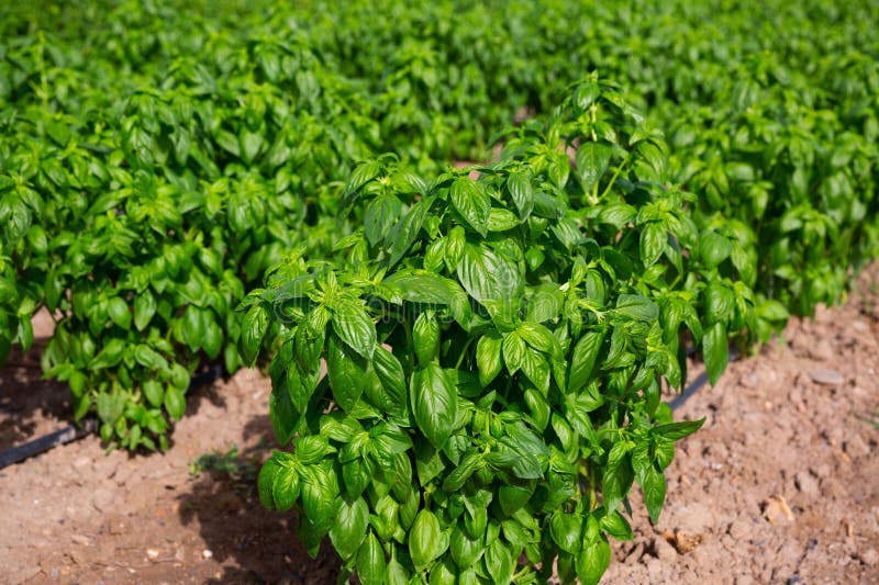 Fresh Mix of Aromatic Herbs and Greens in Garden Pots Stock Image ...