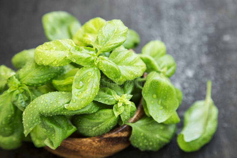Fresh Aromatic Basil Herb stock image. Image of flavoring - 55106103