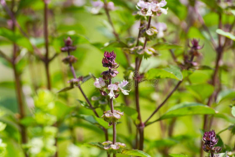 Fresh Aromatic Herbs Basil Plant in the Garden Stock Image - Image of ...