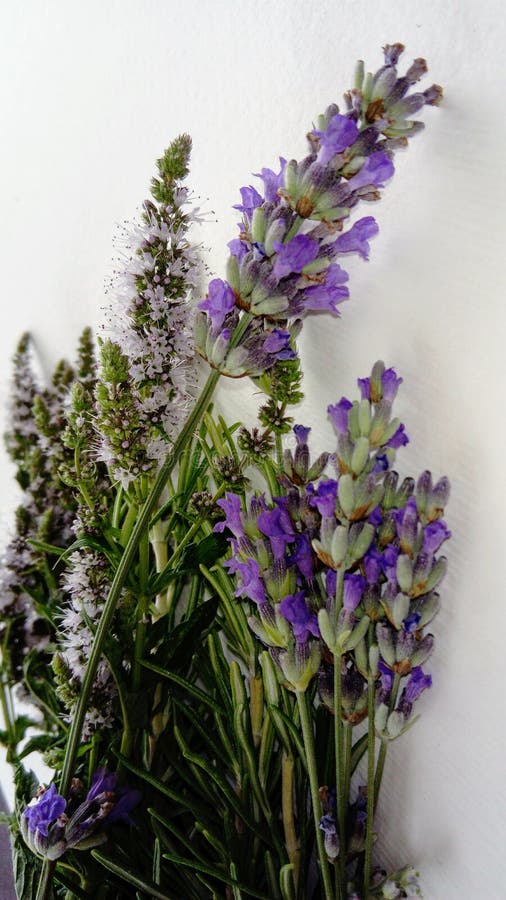 Fresh aromatic herbs stock photo. Image of aromatic - 118981420