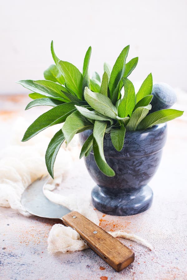 Fresh sage stock image. Image of aromatic, cooking, green - 103084217