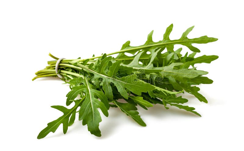 Arugula stock photo. Image of arugula, herb, food, salad - 28959356