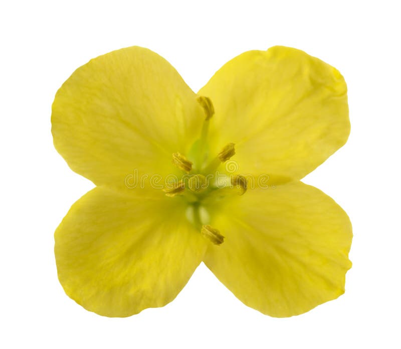 Fresh arugula flower stock photo. Image of rucola, ingredient - 308968208