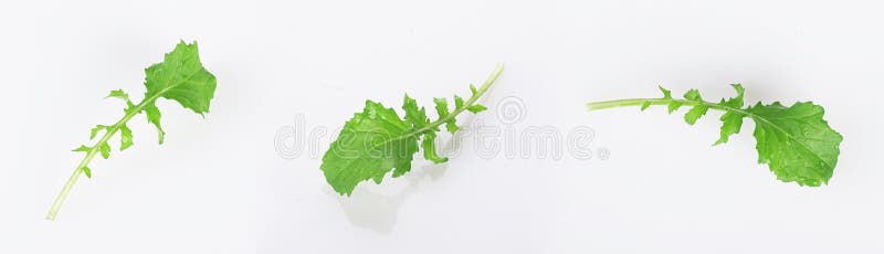 Arugula Leaves Isolated on a White Background Stock Photo - Image of ...