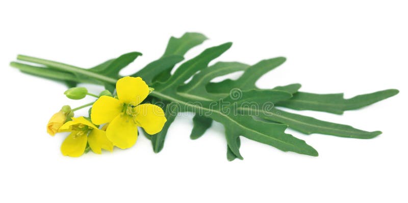 Fresh Arugula or Rucola Leaves with Flowers Stock Photo - Image of herb ...