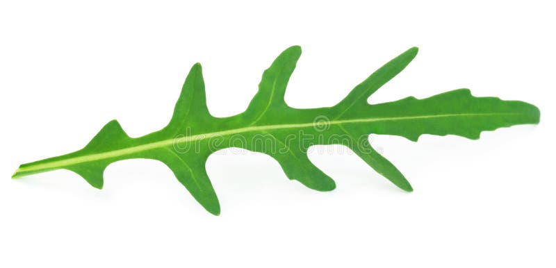 Fresh Arugula or Rucola Leaves Stock Photo - Image of rocket, eruca ...