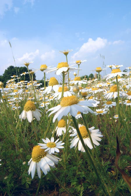 Fresh as a daisy stock photo. Image of fragrant, clean - 1646416