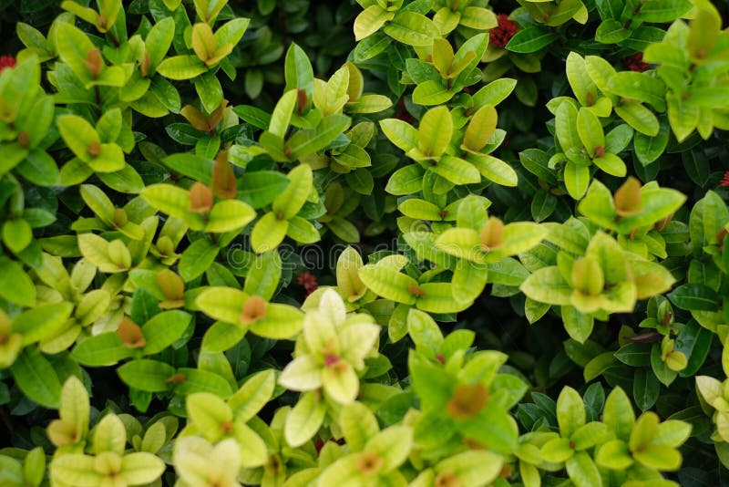 Fresh ashoka tree stock photo. Image of green, ashoka - 267655126