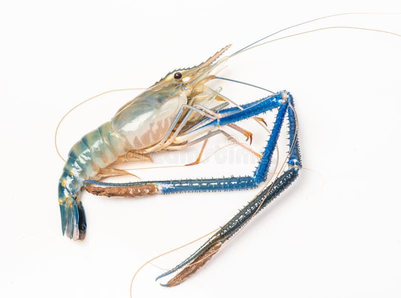 Fresh Asiatic River Prawns, Claws, Tiger Prawns, Isolated on White ...