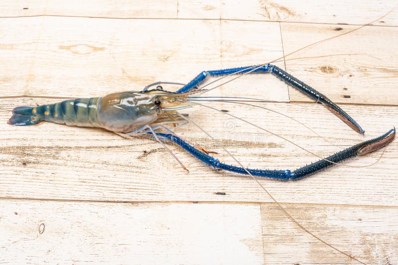 Fresh Asiatic River Prawns, Claws, Tiger Prawns, Isolated on White ...