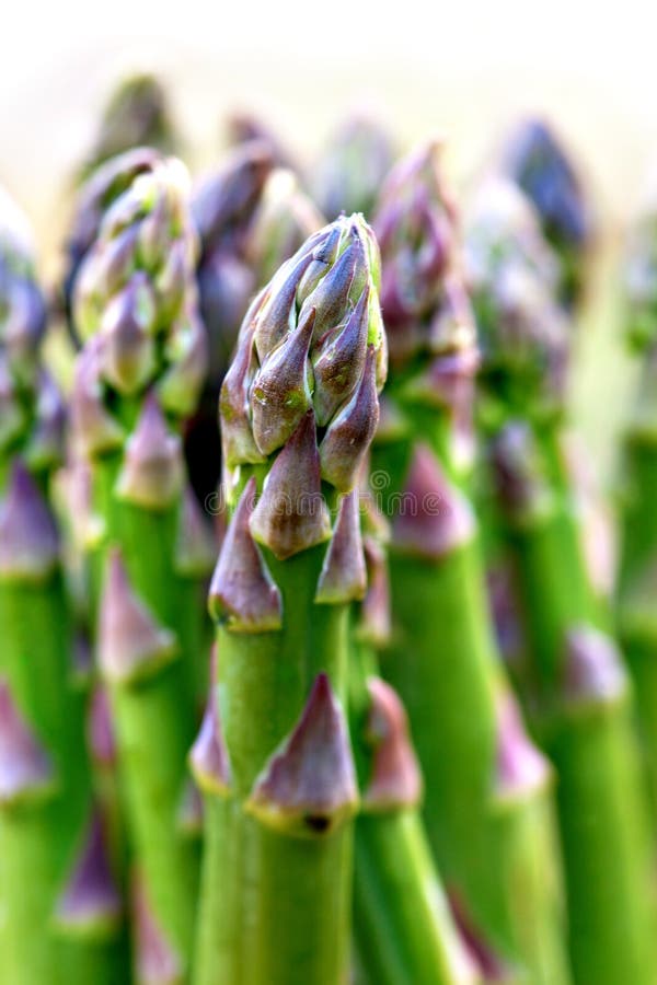 Fresh asparagus stock photo. Image of green, vegetable - 23617984