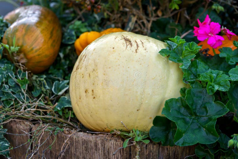 Fresh Assorted Pumpkin and Squash in an Autumn Garden Stock Photo ...