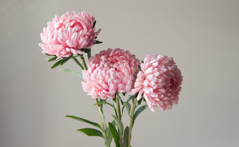 Fresh Aster Flowers on Beige Background. Beautiful Fresh Garden Flowers ...