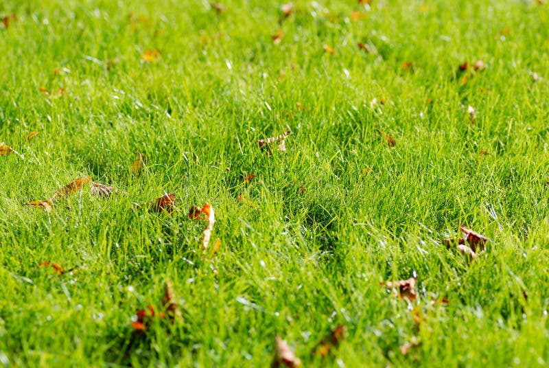 Autumn Grass Picture. Image: 1477782