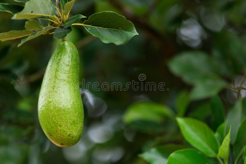 Fresh avocado stock image. Image of tropical, asian, plant - 33509057