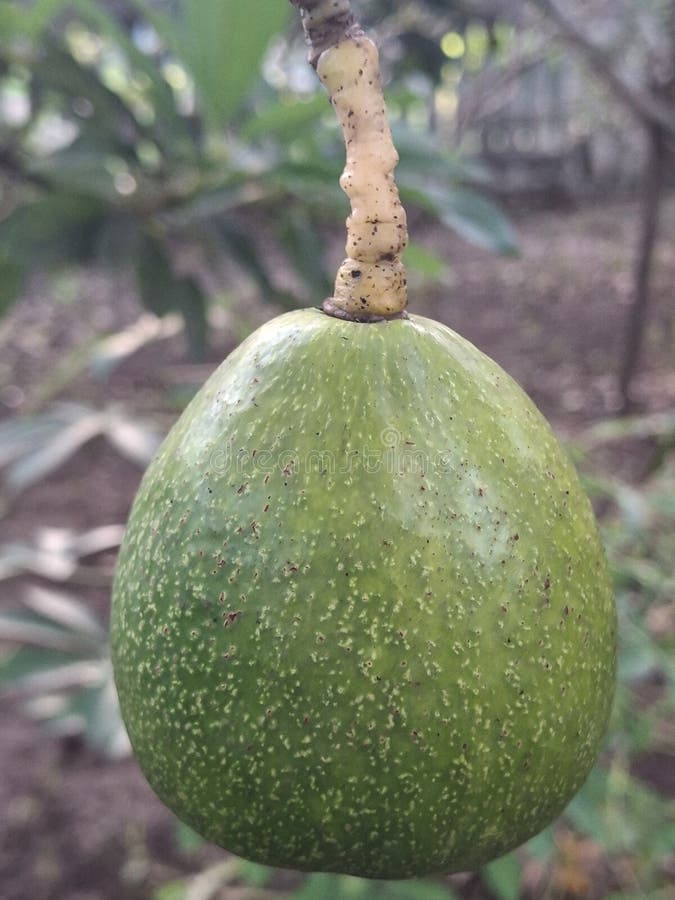 Fresh Avocado Fruit on a Healthy Tree Stock Photo - Image of tree ...