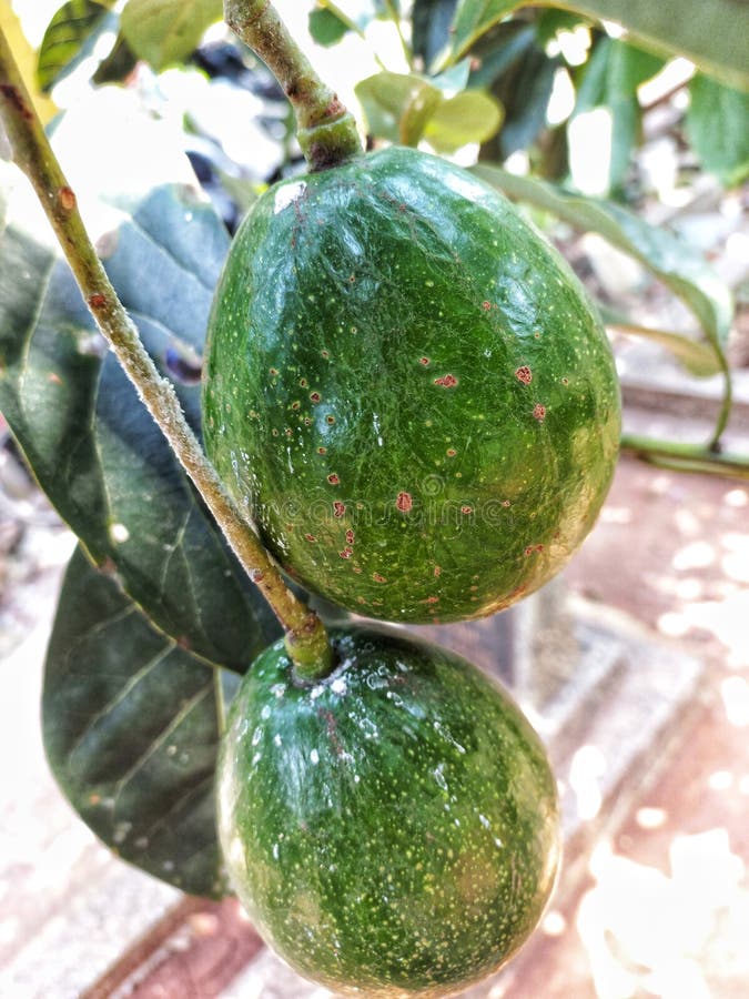 Fresh Avocado Still on the Stem Stock Photo - Image of stem, fresh ...