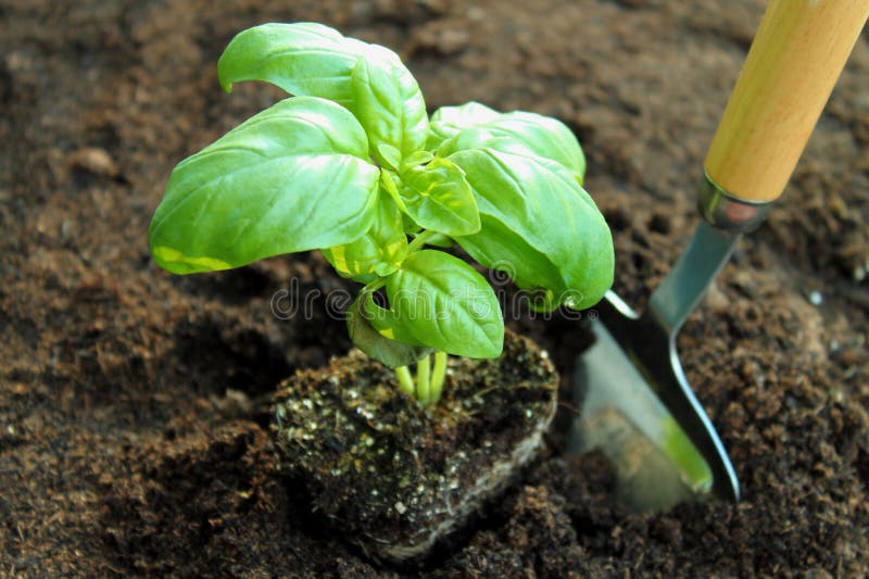 Fresh baby basil stock photo. Image of basil, fragrant - 13906000