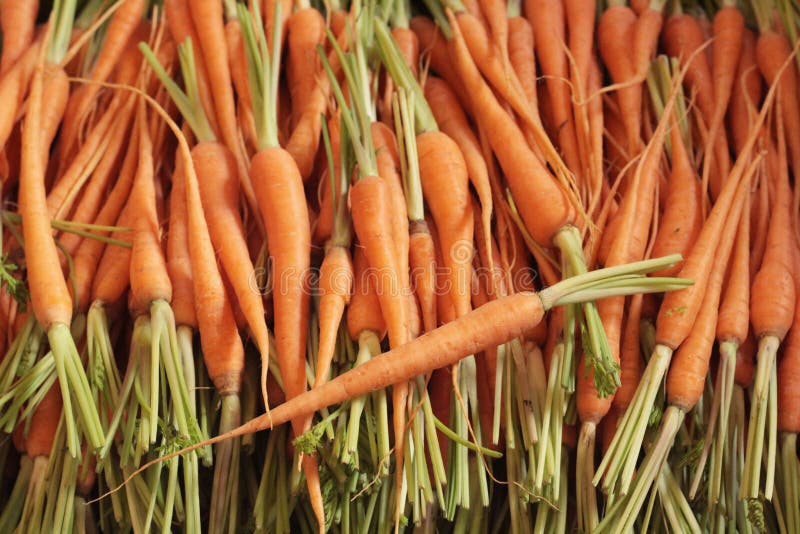 Fresh Baby Carrots for Cooking. Stock Image - Image of vitamin, small ...