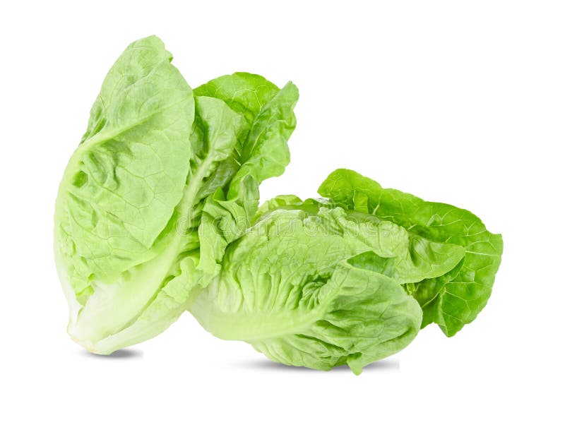 Fresh Baby Cos (Lettuce) on Transparent PNG Stock Photo - Image of ...