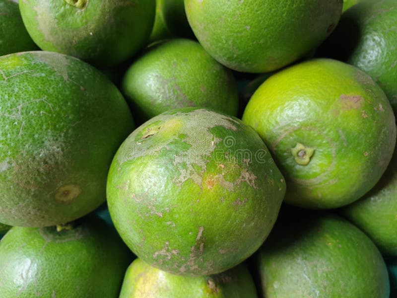 Fresh Baby Java Citrus Fruit Stock Photo - Image of green, baby: 207074426