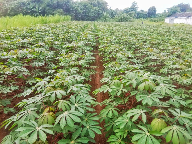 Fresh Background, Cassava Fields Stock Photo - Image of agriculture ...