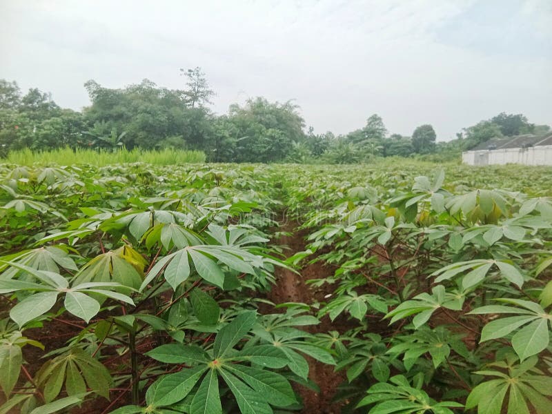 Fresh Background, Cassava Fields Stock Photo - Image of nature ...