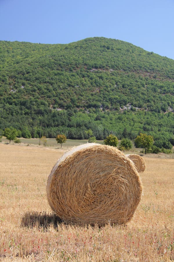 Fresh hay bales stock image. Image of agriculture, fluffy - 6303797