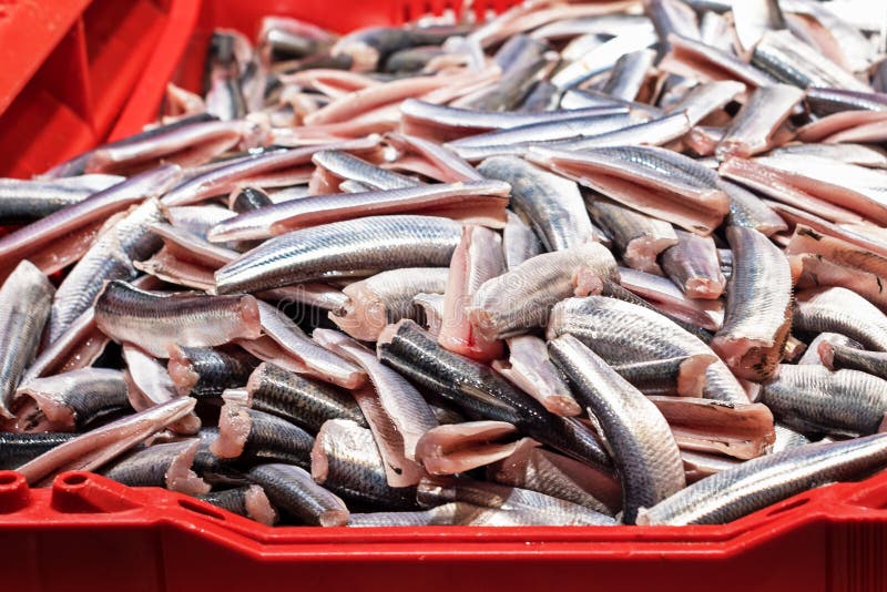 Fresh Baltic Sprats without Their Heads Stock Image - Image of isolated ...
